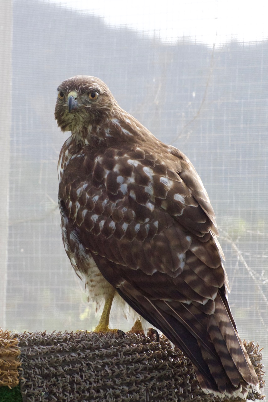 RTHA – March 2017 – 3 of 8 – Bird Ally X