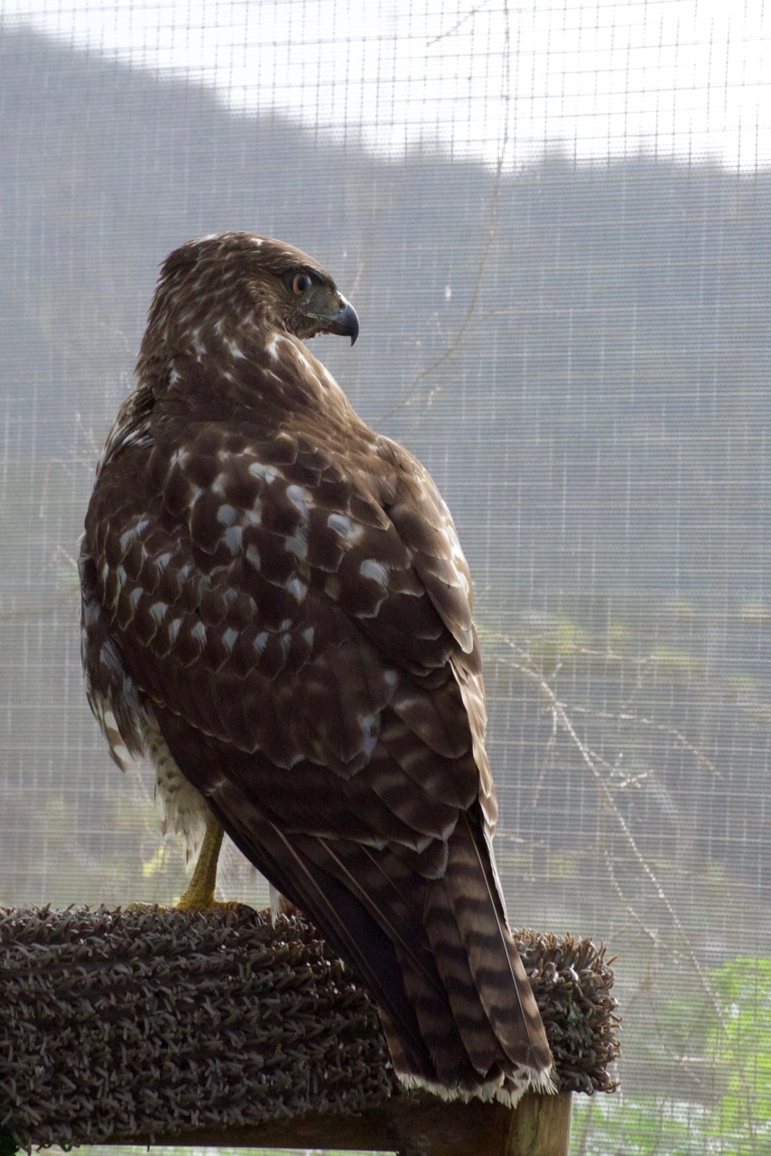 RTHA – March 2017 – 5 of 8 – Bird Ally X