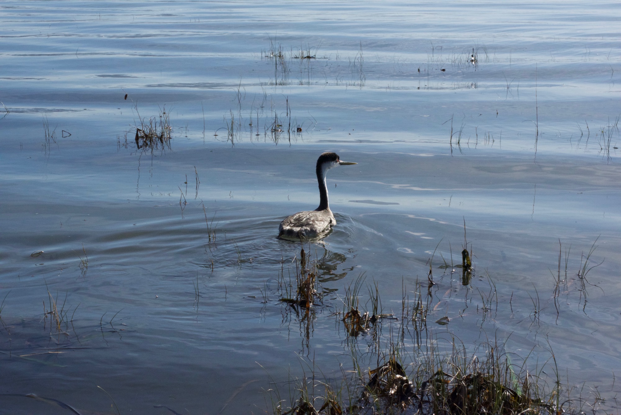 WEGR-release-12-17-17 – 10 of 19 – Bird Ally X