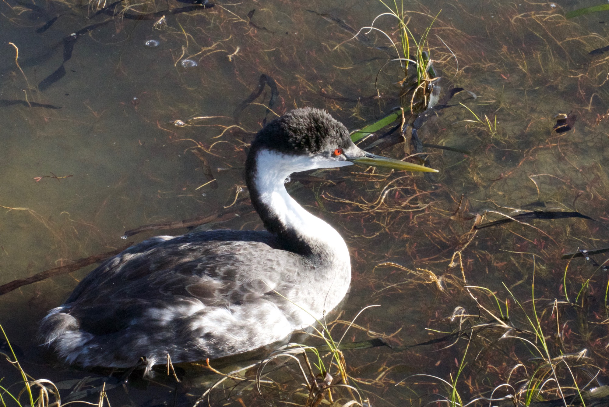 WEGR-release-12-17-17 – 5 of 19 – Bird Ally X