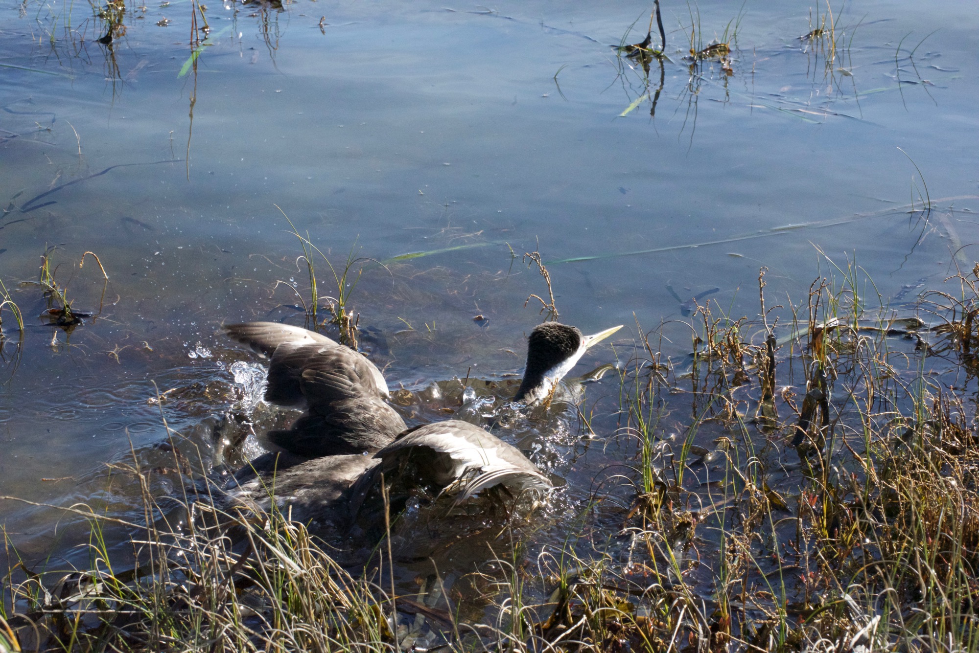 WEGR-release-12-17-17 – 7 of 19 – Bird Ally X