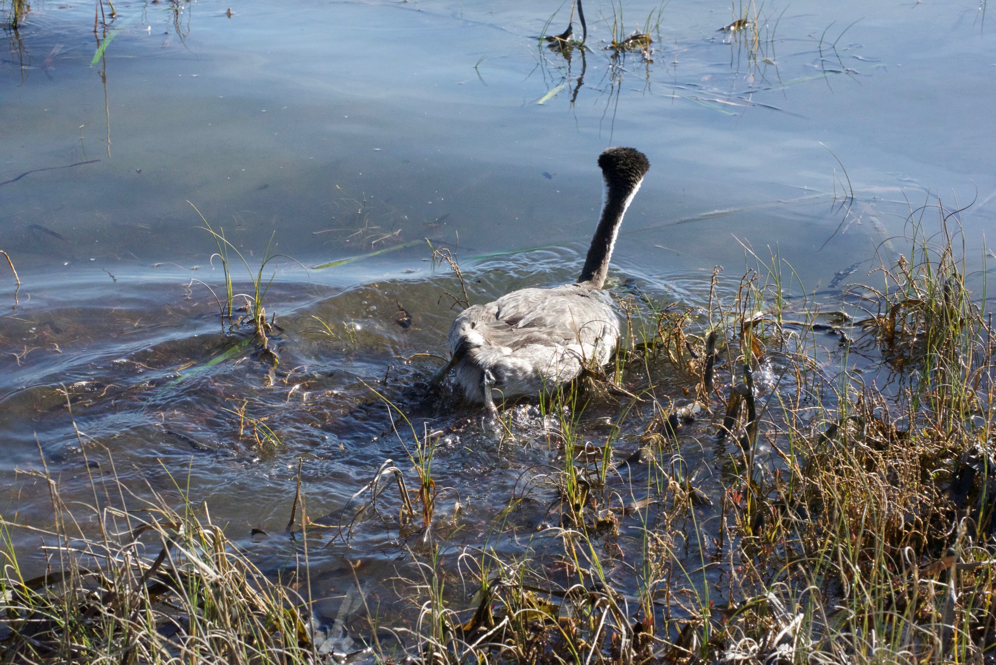 WEGR-release-12-17-17 – 8 of 19 – Bird Ally X