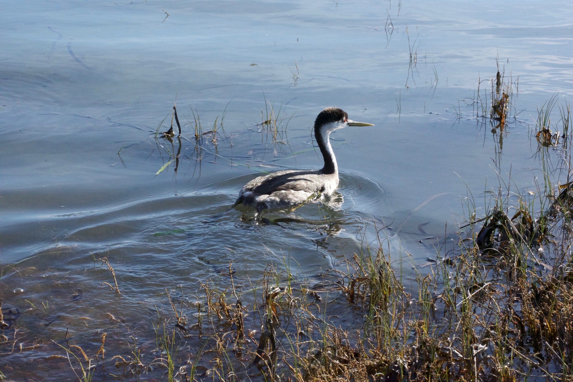 WEGR-release-12-17-17 – 9 of 19 – Bird Ally X