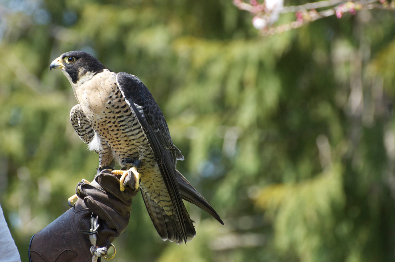 A Peregrine Falcon we called Carson – Bird Ally X