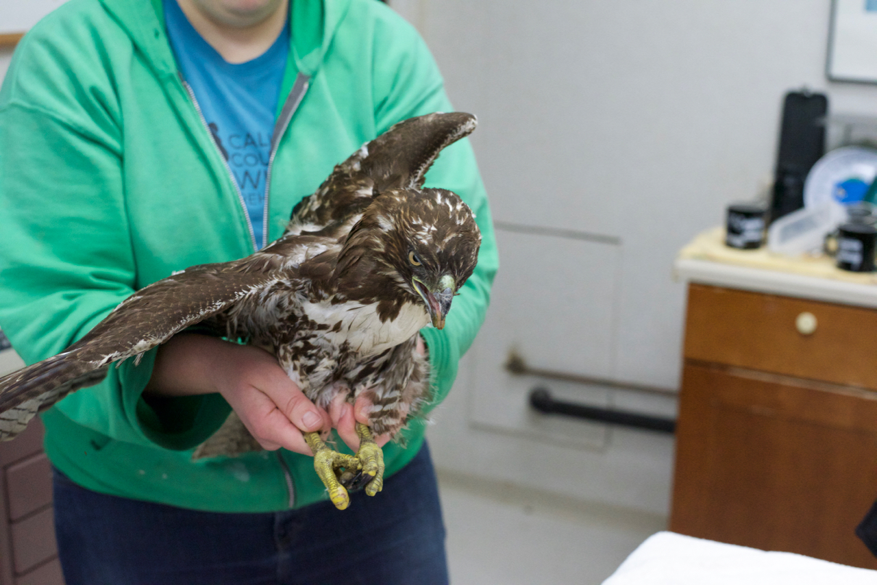 RTHA-3-1-19 – 9 of 14 – Bird Ally X