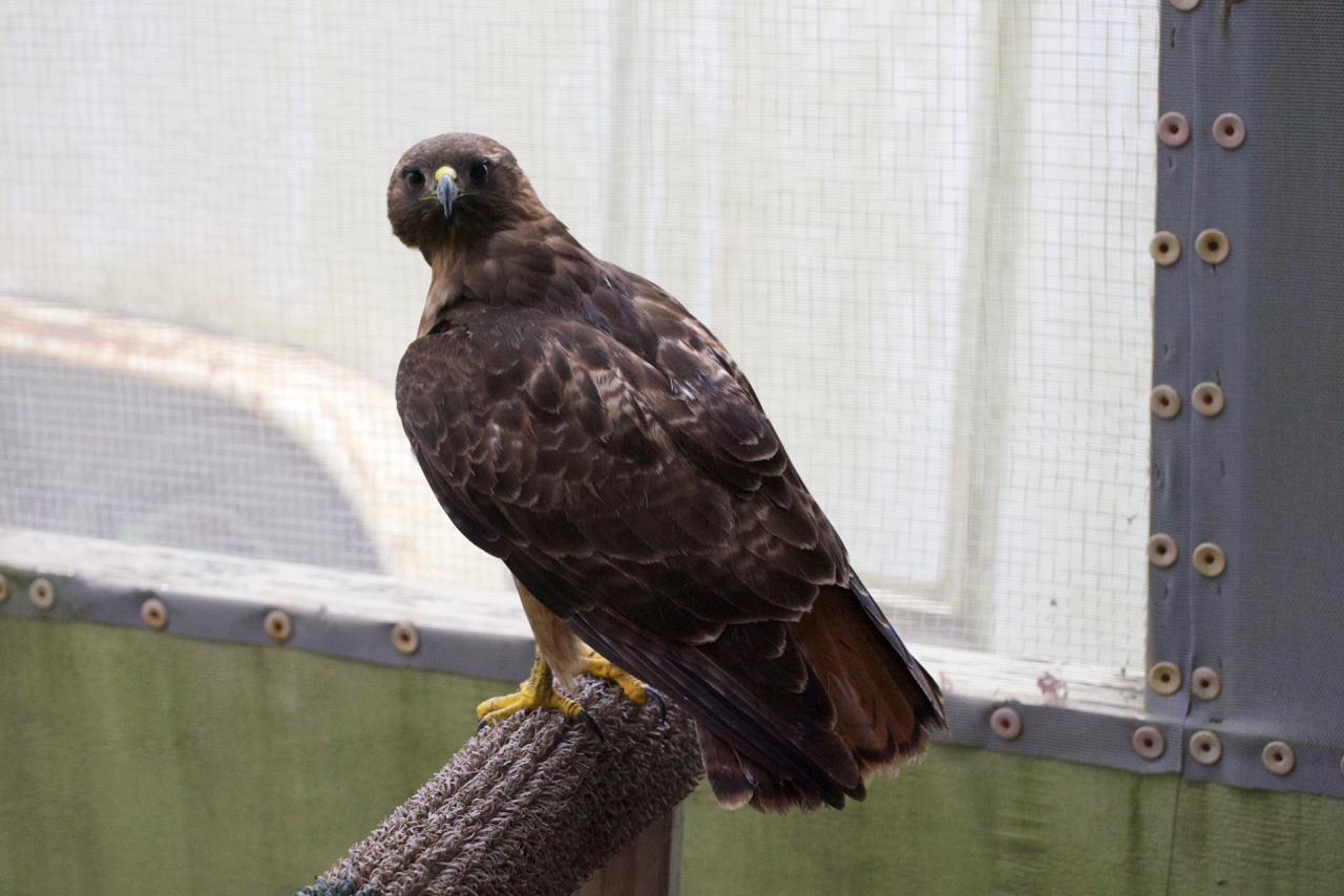 RTHA-aviary-3-1-19 – 1 of 3 – Bird Ally X