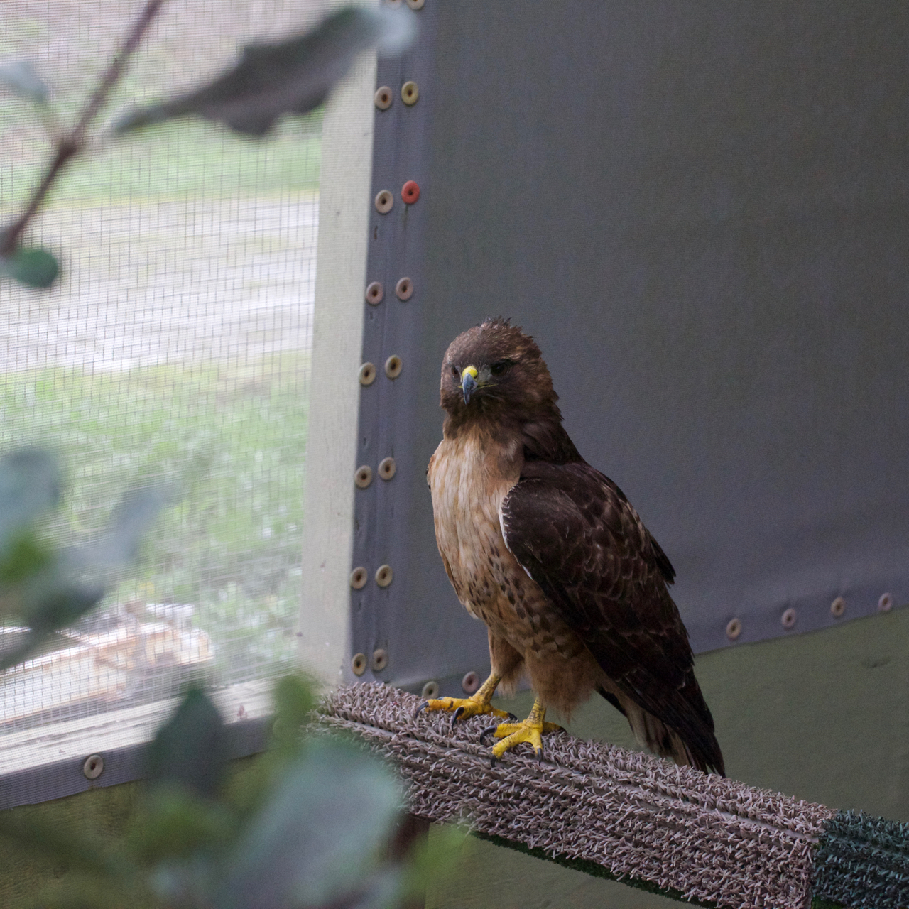 RTHA-aviary-3-1-19 – 2 of 3 – Bird Ally X