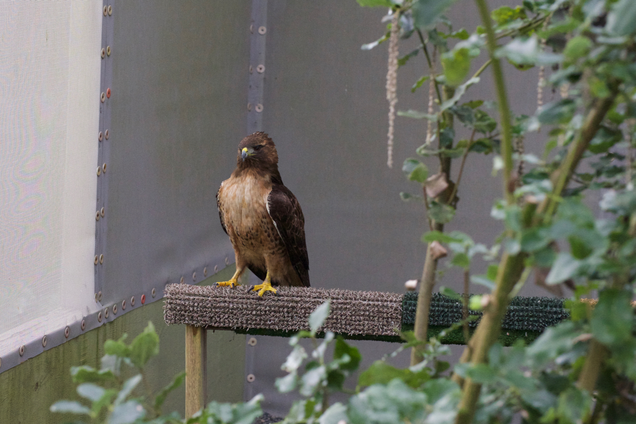 RTHA-aviary-3-1-19 – 3 of 3 – Bird Ally X