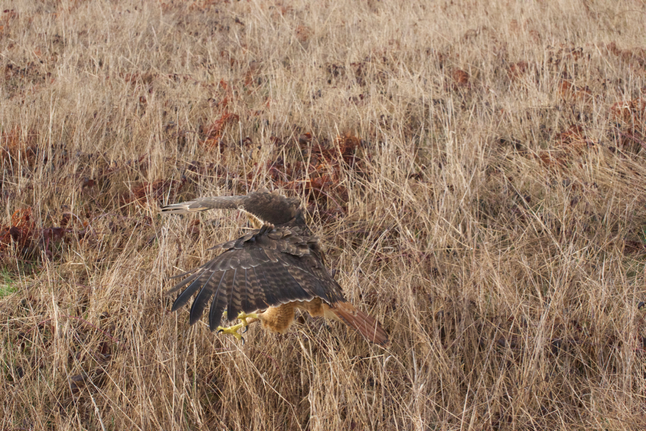 RTHA-rel-Smith-River-3-22-19 – 13 of 29 – Bird Ally X