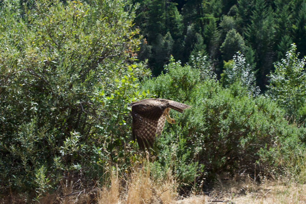 RTHA-sel-8-1-19 – 10 of 19 – Bird Ally X