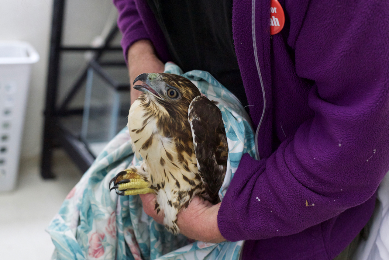 RTHA-sel-8-1-19 – 3 of 19 – Bird Ally X