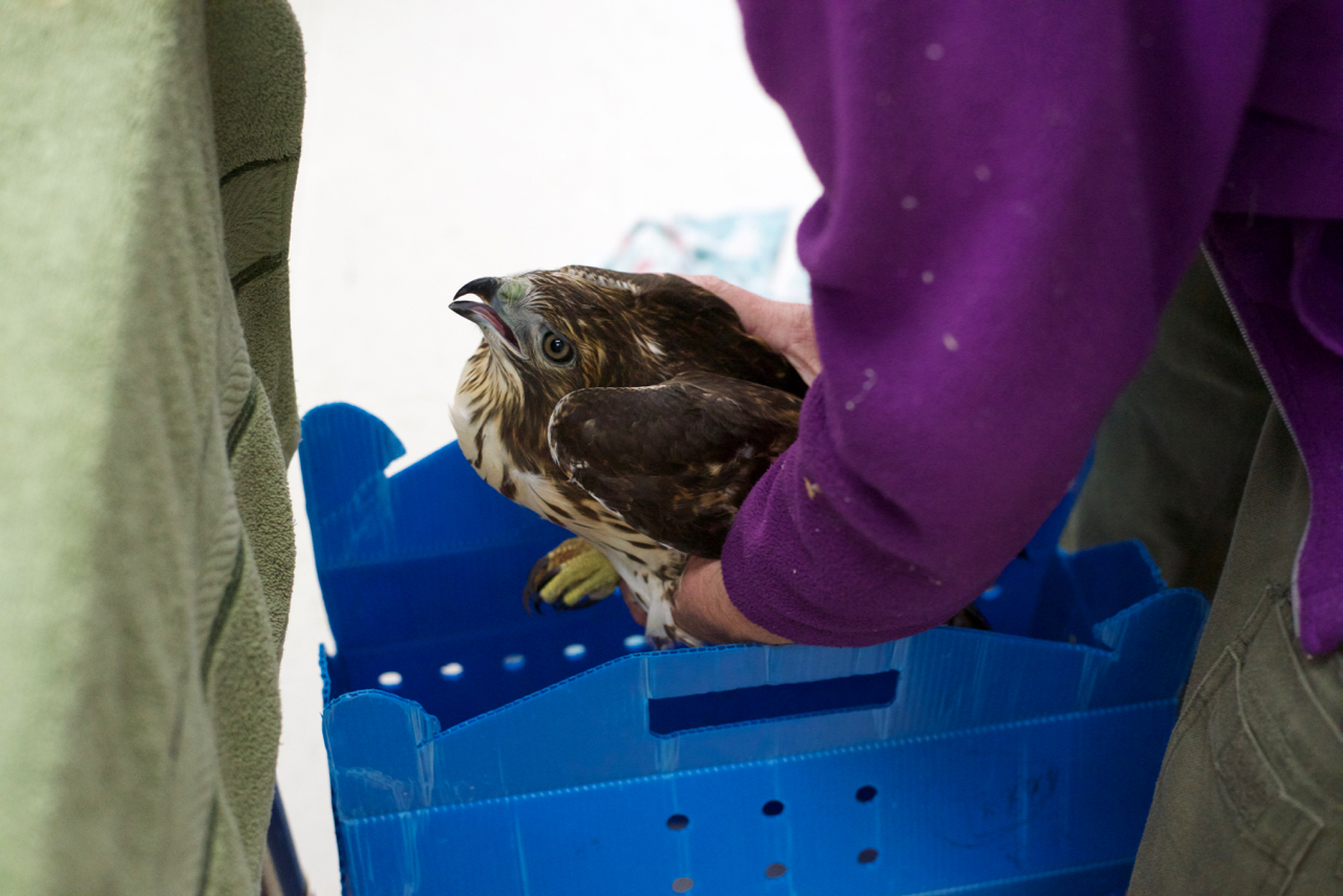 RTHA-sel-8-1-19 – 4 of 19 – Bird Ally X