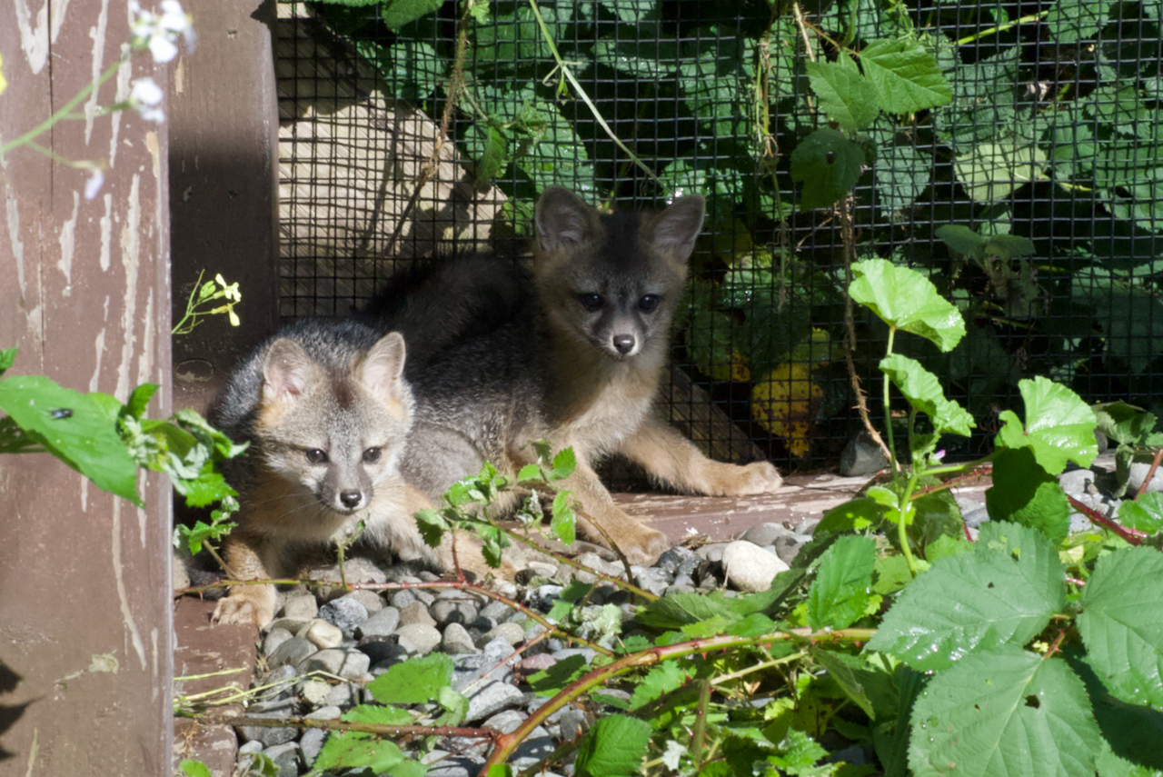 Gray Fox kits june 2020 – 18 of 25 – Bird Ally X