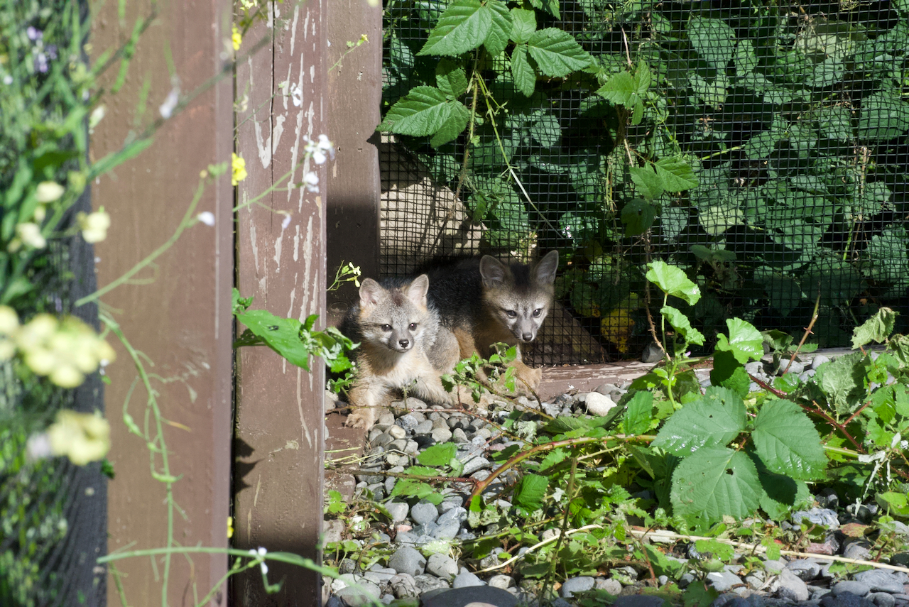 Gray Fox kits june 2020 – 19 of 25 – Bird Ally X