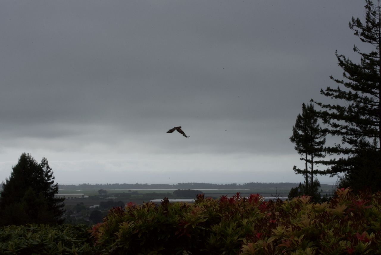 RTHA 20-253 – 16 of 17 – Bird Ally X