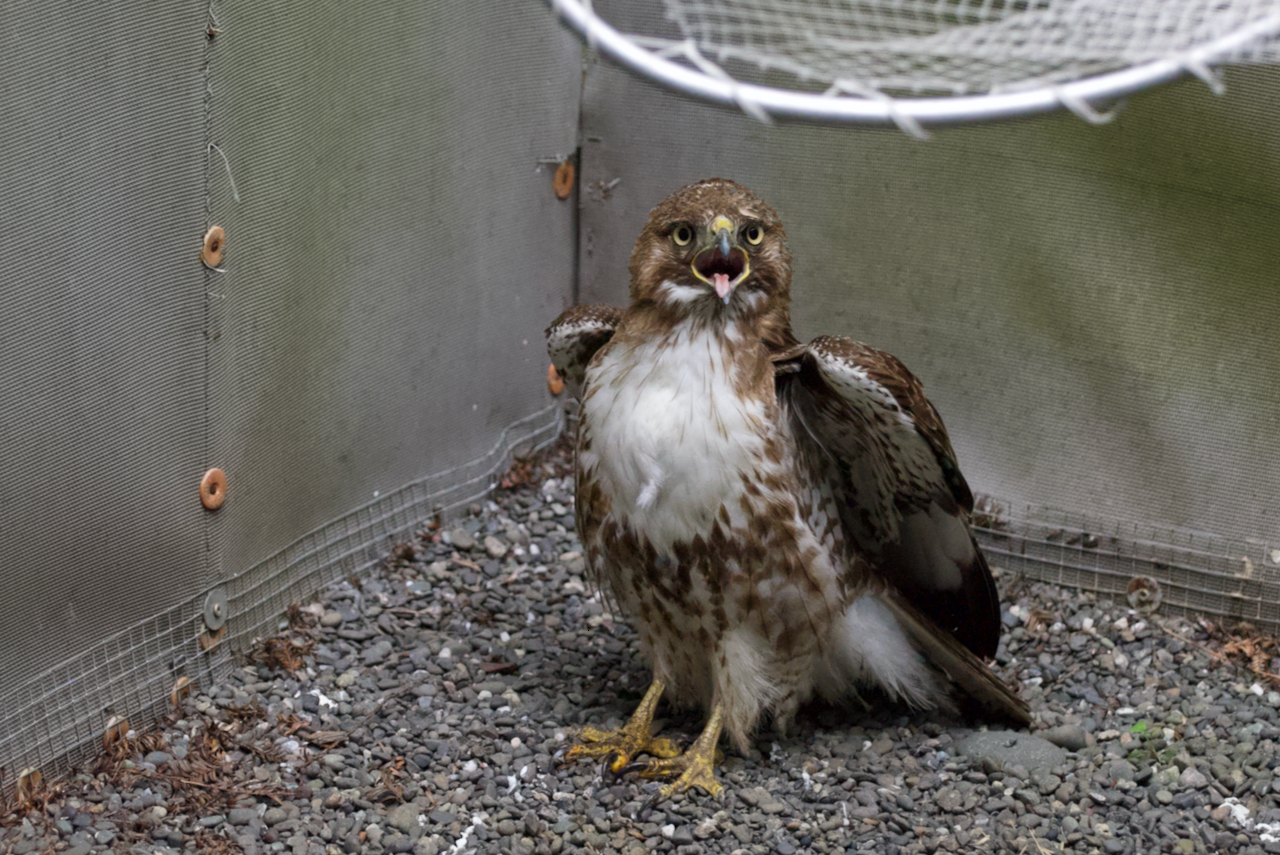 RTHA 20-253 – 2 of 17 – Bird Ally X