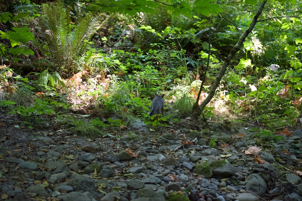 Gray FOX kits – Selection – 40 of 53 – Bird Ally X