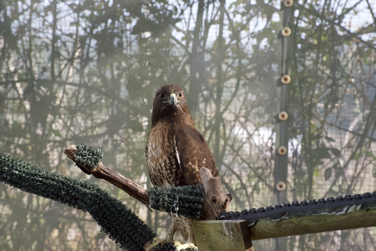 RTHA-Feb2023 – 1 of 29 – Bird Ally X
