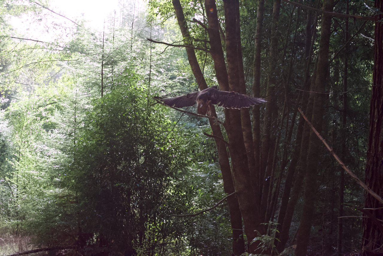 RTHA-Feb2023 – 15 of 29 – Bird Ally X