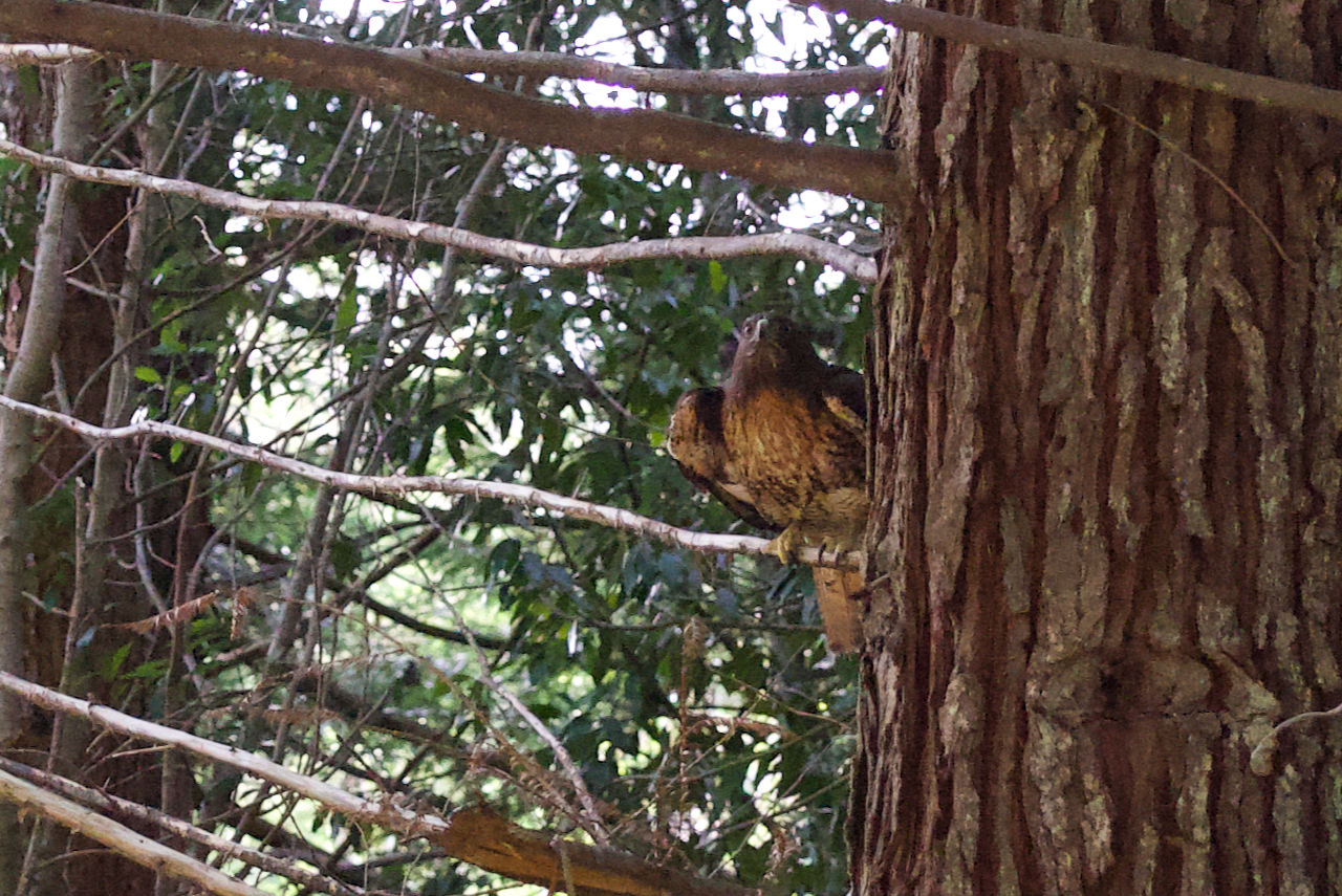 RTHA-Feb2023 – 19 of 29 – Bird Ally X