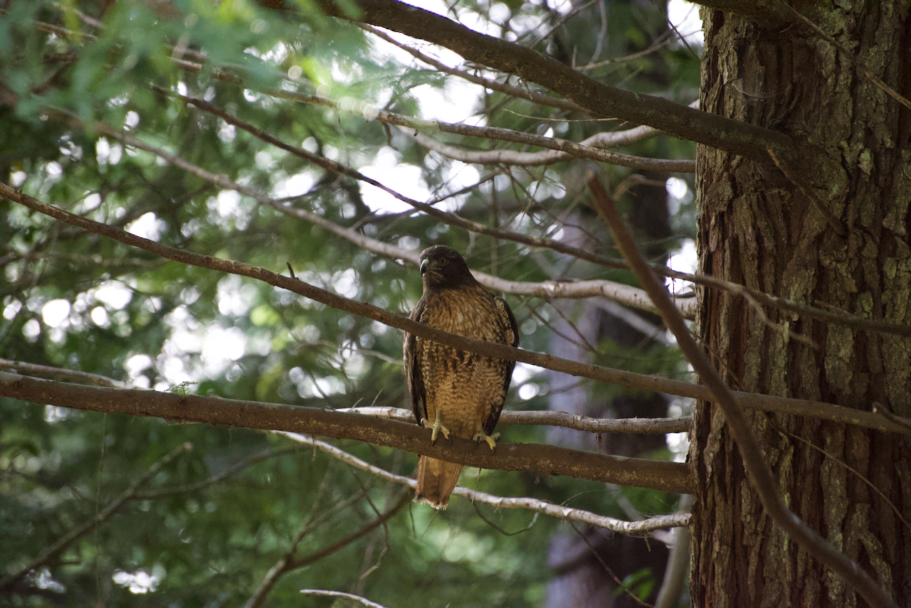 RTHA-Feb2023 – 22 of 29 – Bird Ally X