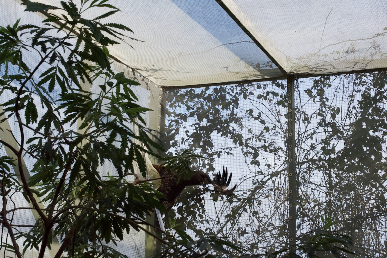 RTHA-Feb2023 – 4 of 29 – Bird Ally X