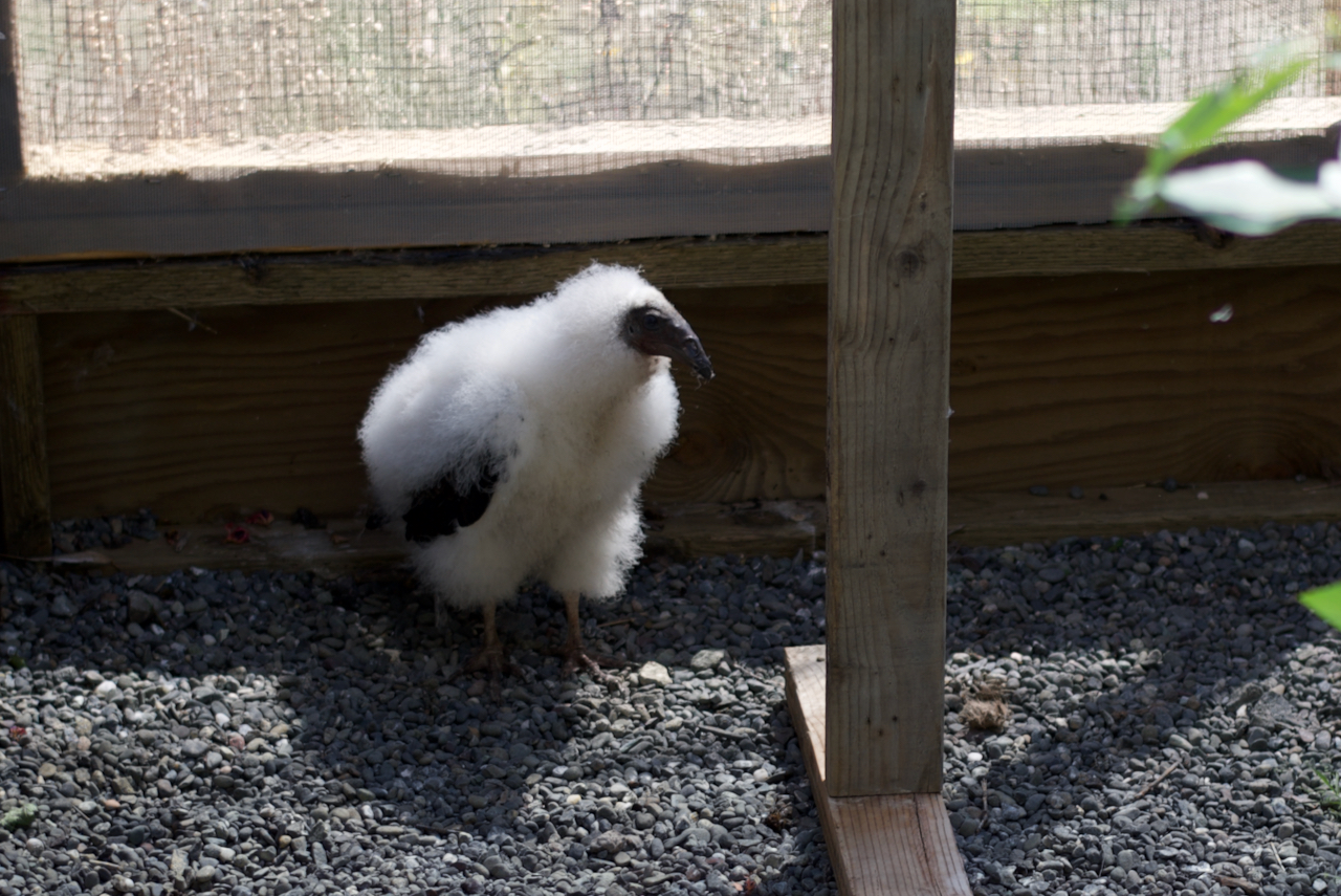 TUVU july 2024 – 2 of 2 – Bird Ally X